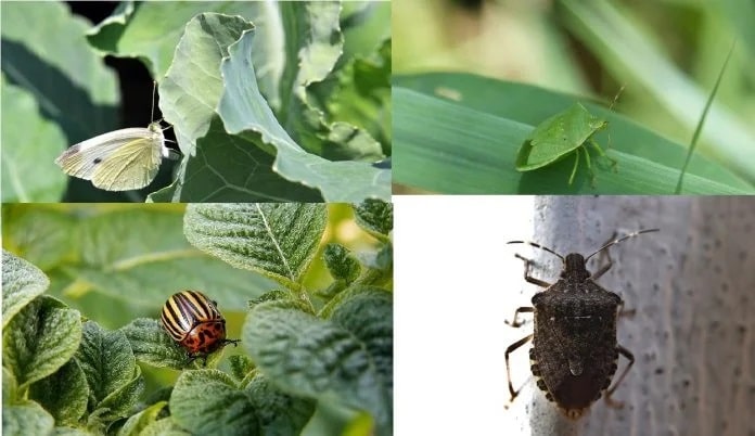 Melanzane: dalla semina al raccolto! - COLTIVARE L'ORTO